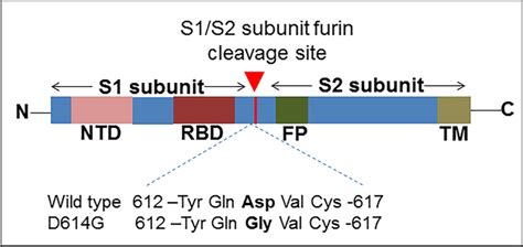 Schematic Diagram Of The Location Of D614g Amino Acids Where Mutation