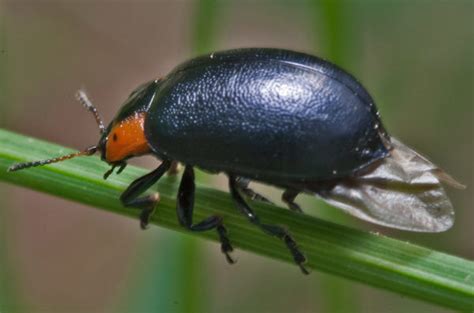 Diseases And Pests Of Willow