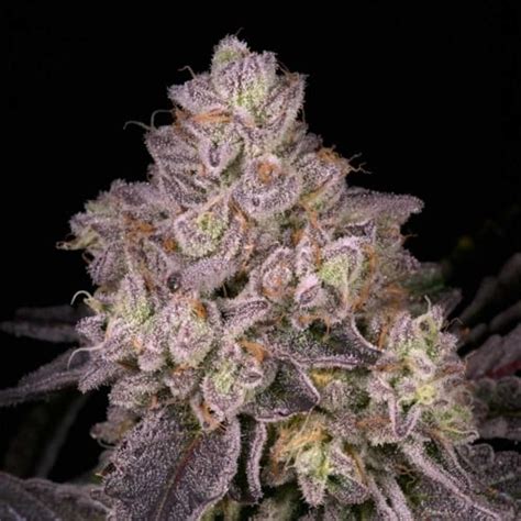 NFS Cannabis Seeds By Archive Seeds