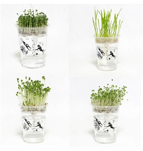 쇼모션 저면관수 미니화분 새싹 키우기 Diy 키트 티몬
