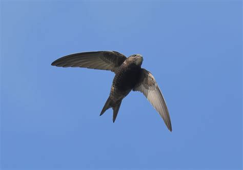 Swift Nest Boxes 6 July 2024 Newcastle Upon Tyne Local Group