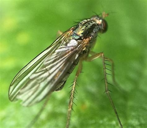 Dolichopus Bugguide Net
