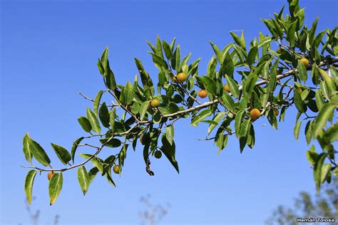 Flora Bonaerense Tala Celtis Ehrenbergiana