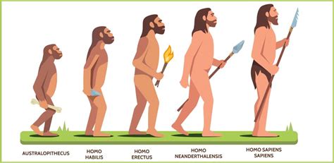 7 Stages Of Human Evolution Orchids International