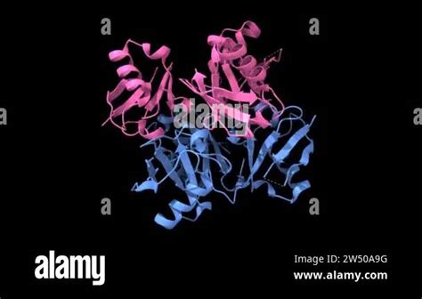 Structure Of Lys27 Linked Triubiquitin Three Chains Of Ubiquitin Blue