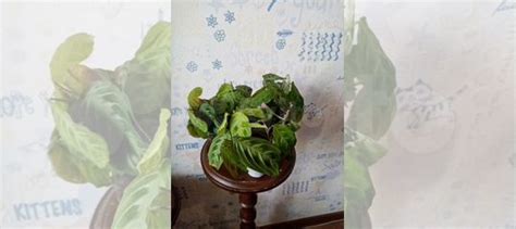 Маранта усы кота купить в Барнауле | Товары для дома и дачи | Авито