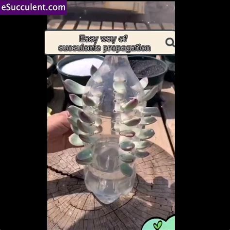 Easy Way To Propagate Succulents Artofit