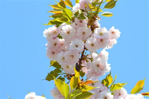 北海道で楽しめる桜 サクラ の一覧 得北