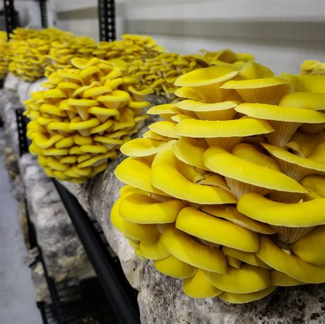 Yellow Oyster Mushrooms 150g Punnet The Mushroom Guys