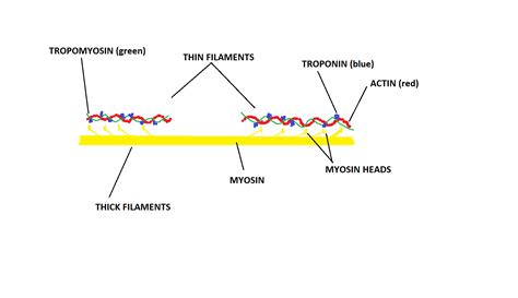 Illustrate And Label The Proteins Seen In The Thick Filament Quizlet