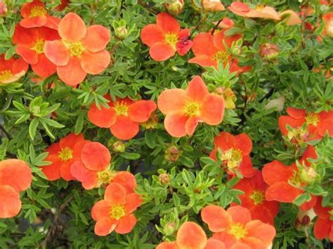 Лапчатка кустарниковая Хоплейс Оранж (Hopley's Orange) (Potentilla ...