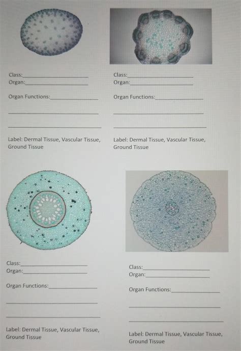 Dermal Tissue