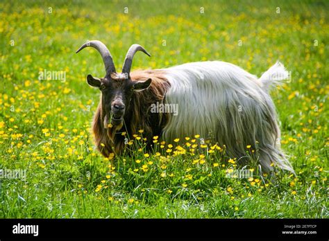 Ziege stehend auf einer blumenwiese Fotos und Bildmaterial in hoher Auflösung Alamy