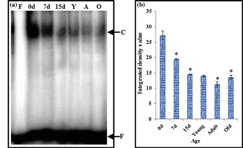 A Emsa Of Sp1 Probe With Nuclear Extract Showing Dnaprotein Binding In