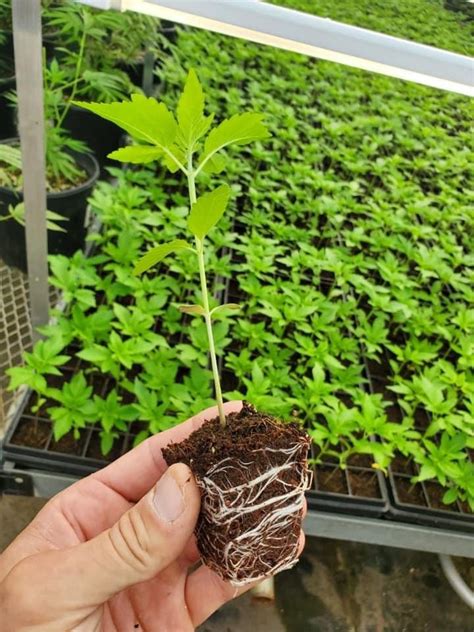 Cbd Payment Processing Bulk Cbd Distributors