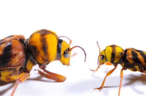 Xylotrechus Villioni Big Small Kohichiro Yoshida Flickr