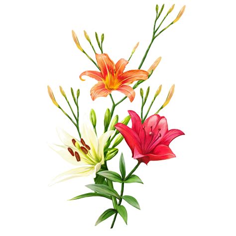 Bouquet Of White And Orange Lily Flowers Daylily Illustration 11015816 Png