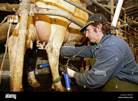 Milked Udder Hi Res Stock Photography And Images Alamy