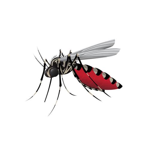710 Nyamuk Anopheles Ilustrasi Foto Stok Potret And Gambar Bebas