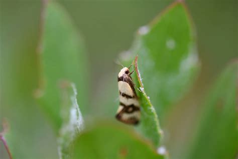 Teeny Tiny Bug Wild By Thebootesartvoid On Deviantart