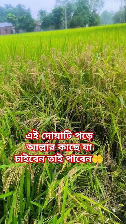 এইদোয়াটিপড়েযাচাইবেনতাইপাবেন Shortvideo দোয়াকবুলেরদোয়া