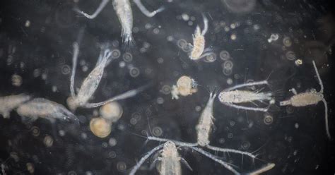 Ocean Density Identified As A Key Driver Of Carbon Capture By Marine