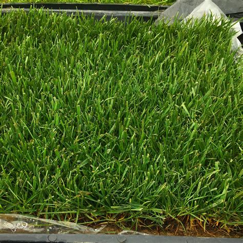 West Coaster Tall Fescue Free Delivery Sod And Seed Inc