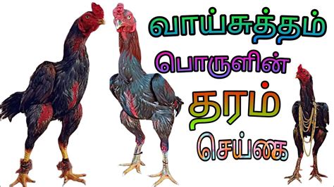 வாய் சுத்தமான பொருள் செய்கை Youtube