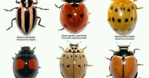 Ladybug Identification Guide Gardens And Such Pinterest Ladybug