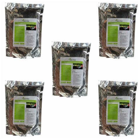 Pseudomonas Fluorescens At ₹ 3408kg Bacillus Fluorescens