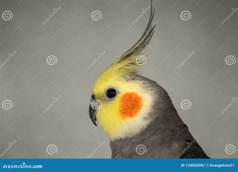 Cockatiel With Yellow Plumage Royalty Free Stock Image Cartoondealer