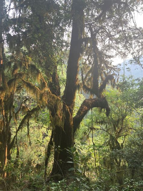 Performance Of Novel Remotely Sensed Variables In Maps Of Bird Species Distributions In