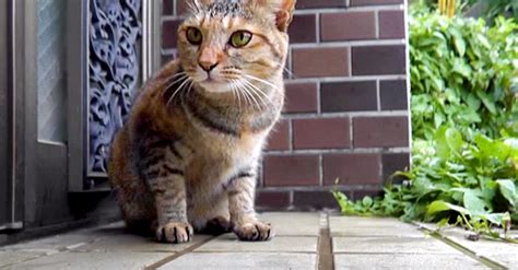 突然雨が降り出し、軒下で雨宿りしていると 1匹の猫さんが現れて、一緒に雨宿りしてくれた ´艸`♡ エウレカ！