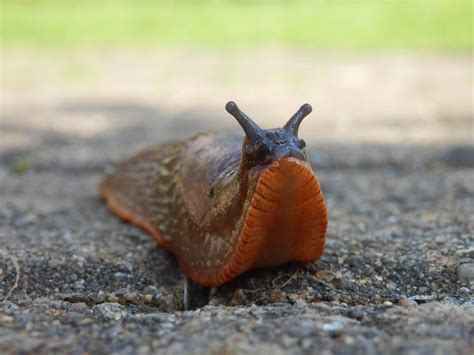 How Do Slugs Reproduce Intriguing Facts Explained