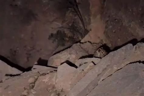 ببینید تصاویری زیبا از یک قلاده پلنگ در جاده یاسوج به سی‌سخت خبرآنلاین
