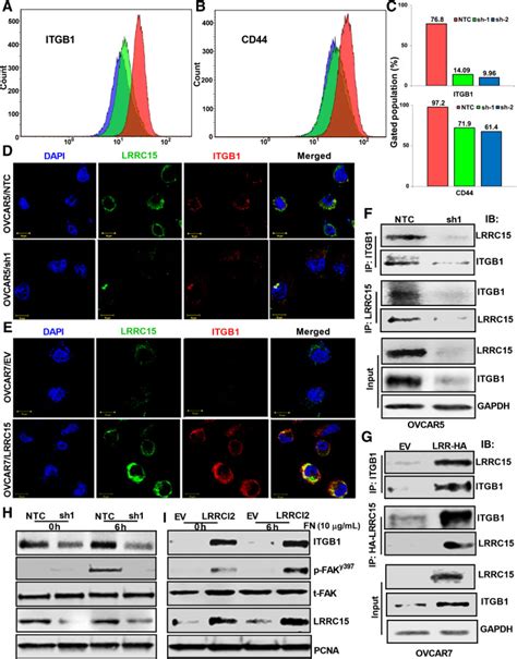 Targeting Lrrc15 Inhibits Metastatic Dissemination Of Ovarian Cancer Pmc