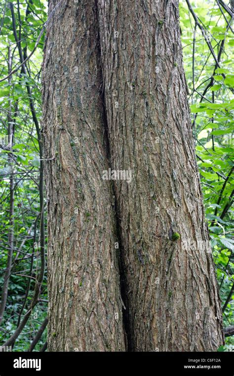 Bark Of American Elm Ulmus Americana Tree During The Summer