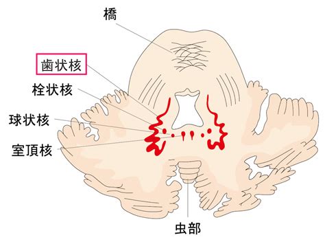 小脳の歯状核とは？機能や場所を画像とともに解説