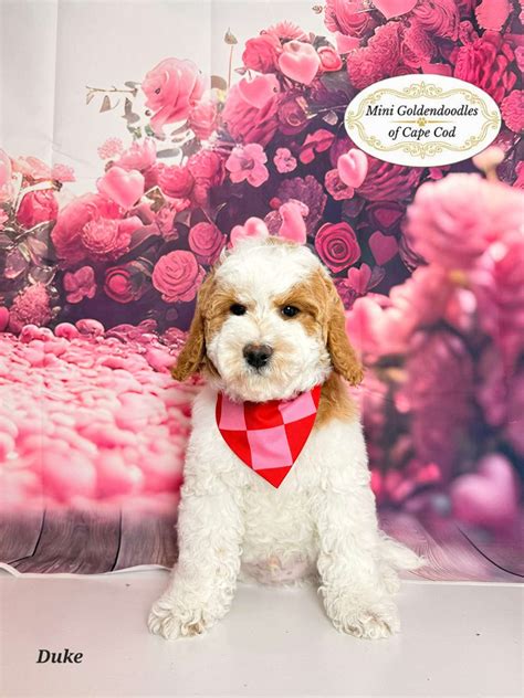 Mini Goldendoodle And Mini Cavapoo Puppies For Sale New England