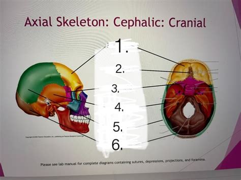 Axial Skeleton Flashcards Quizlet