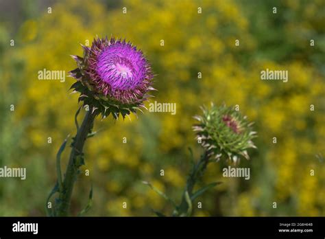 Carduus Acanthoides Grass In Pampas Environment Invasive European