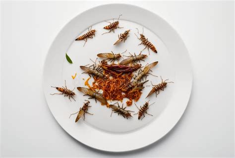 Bugs And Worms And Other Fictional Insects On A White Plate With