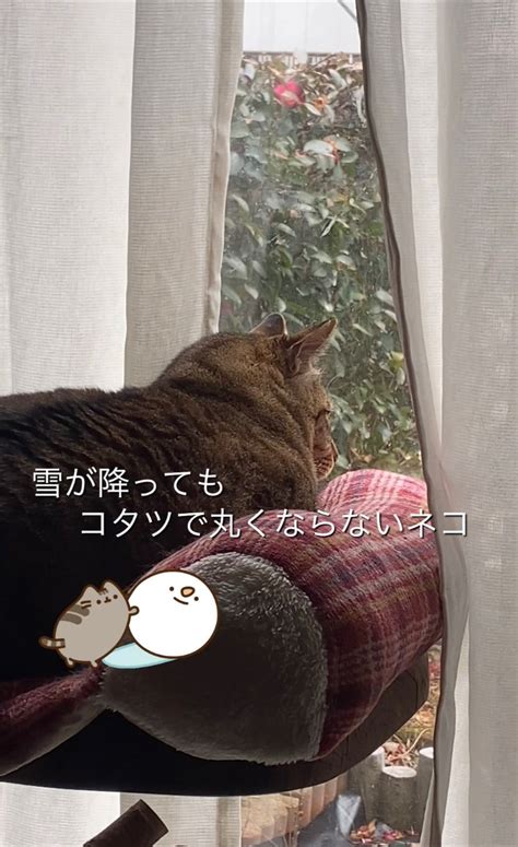 雪が降ってもコタツで丸くならないネコ こなつ日和Diary 猫まみれ生活