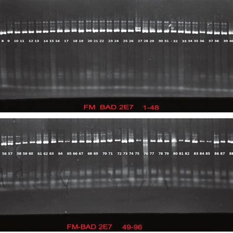 Polymorphism Shown By The Ssr Markers Download Scientific Diagram