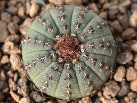 Frailea Castanea Frailea Asterioides Lifestyle Seeds