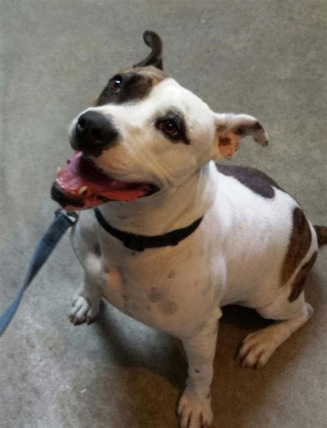 Bristol The Boxer Pointer Mix