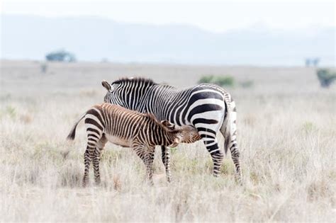 Elephantdetection Object Detection Dataset And Pre Trained Model By Test