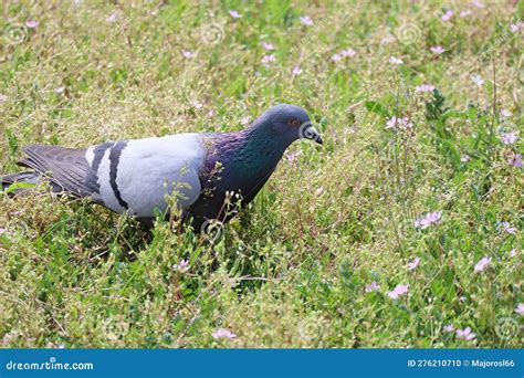 Pomba No Prado Na Grama Foto De Stock Imagem De Pombo 276210710