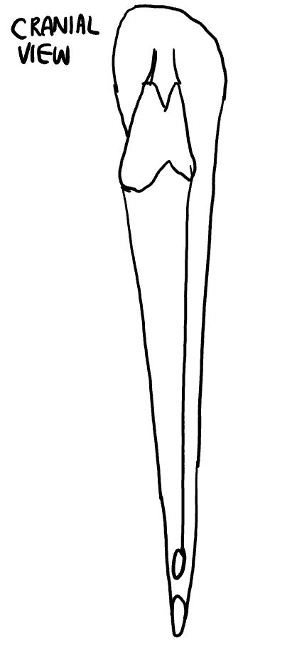 Ulna Radius Diagram Quizlet