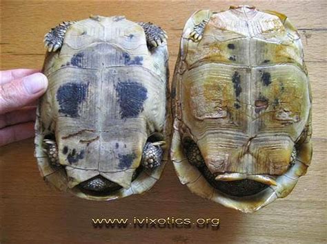 Infotortuga Cómo Determinar El Sexo De Una Tortuga